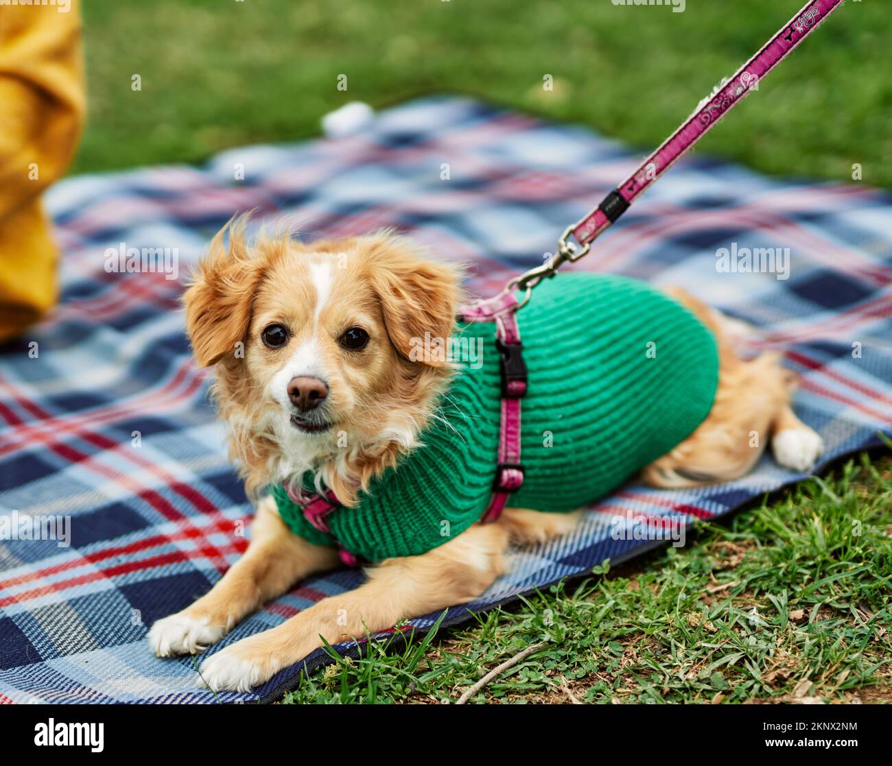 Beautiful young woman walking with shiba inu dog at park Stock Photo ...