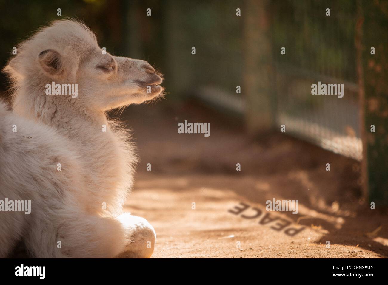 Camel sleeping hi-res stock photography and images - Alamy