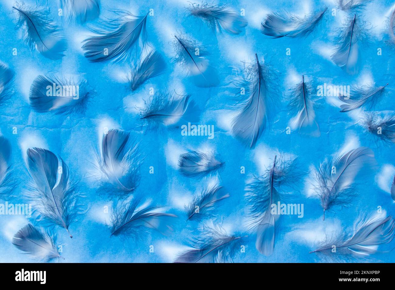 Pluma natural hi-res stock photography and images - Alamy