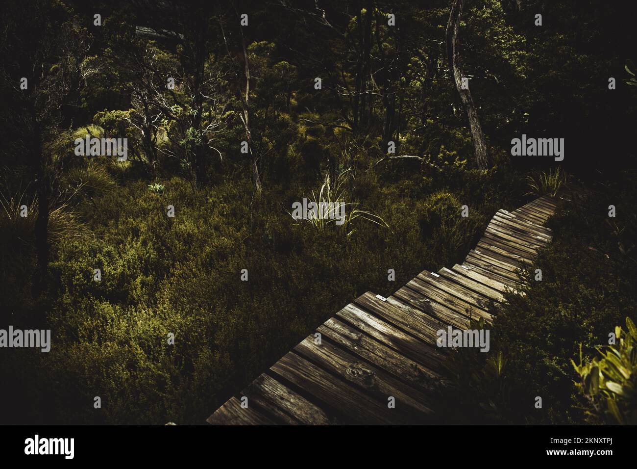 Moss covered Ballroom Forest on the Dove Lake rainforest walking track ...