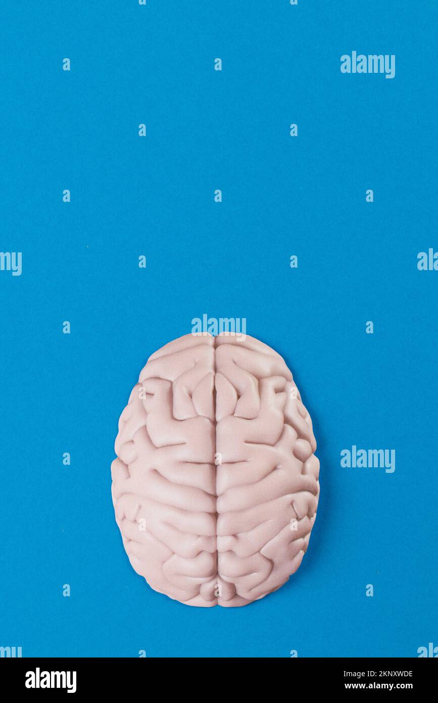 Vertical composition of white brain on blue background with copy space ...