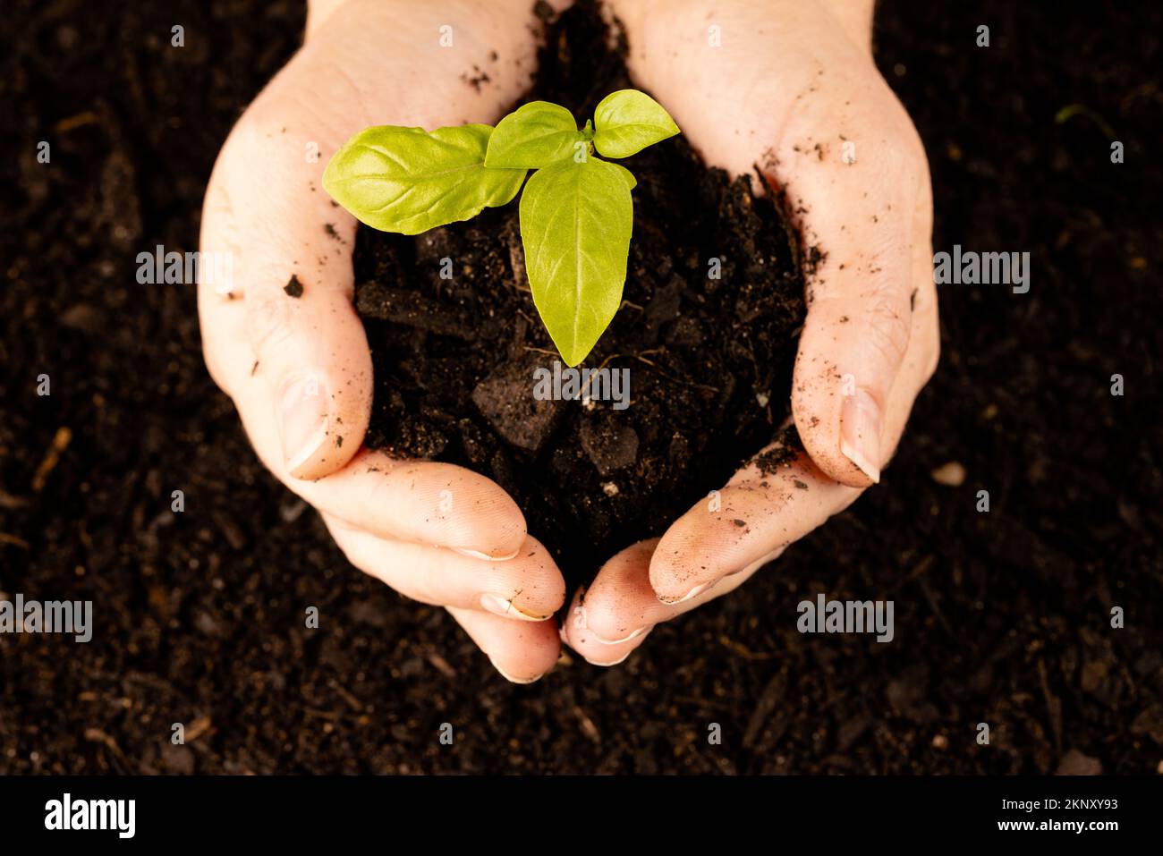 Pair of hands cupping green leaved seedling in dark soil Stock Photo ...