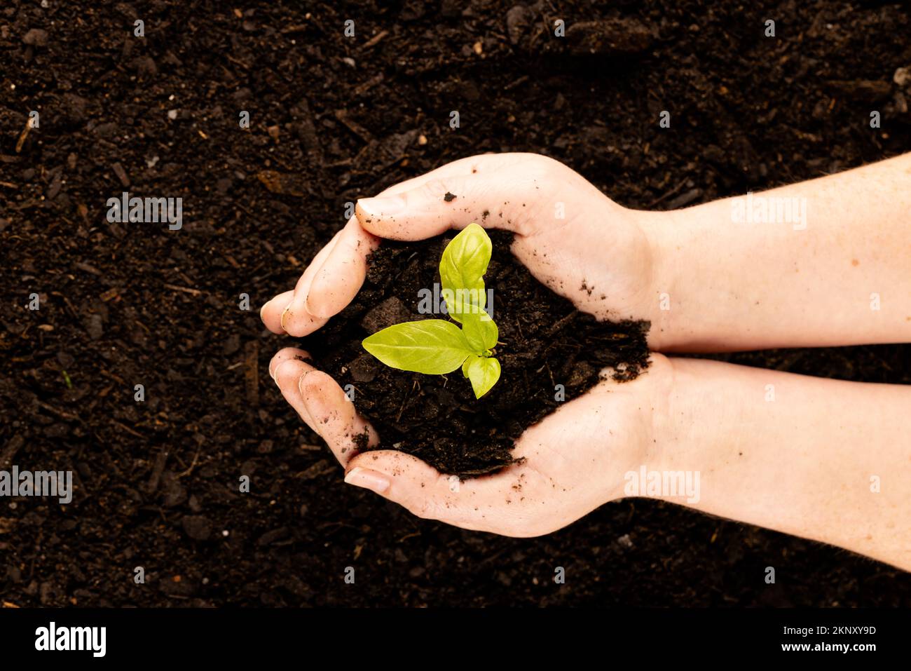 Pair of hands cupping green seedling in dark soil, with copy space ...