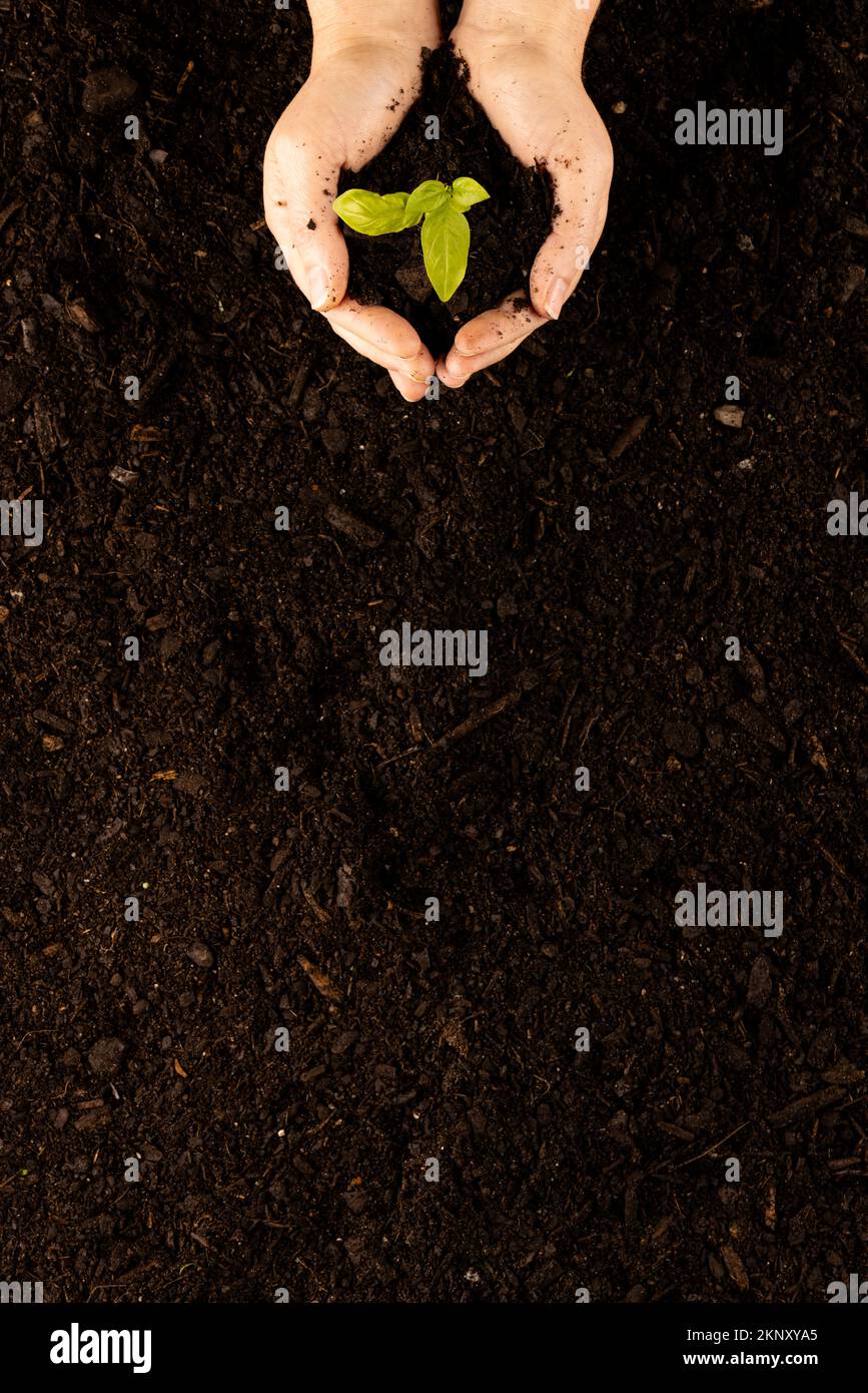 Vertical image of pair of hands cupping green seedling in dark soil ...