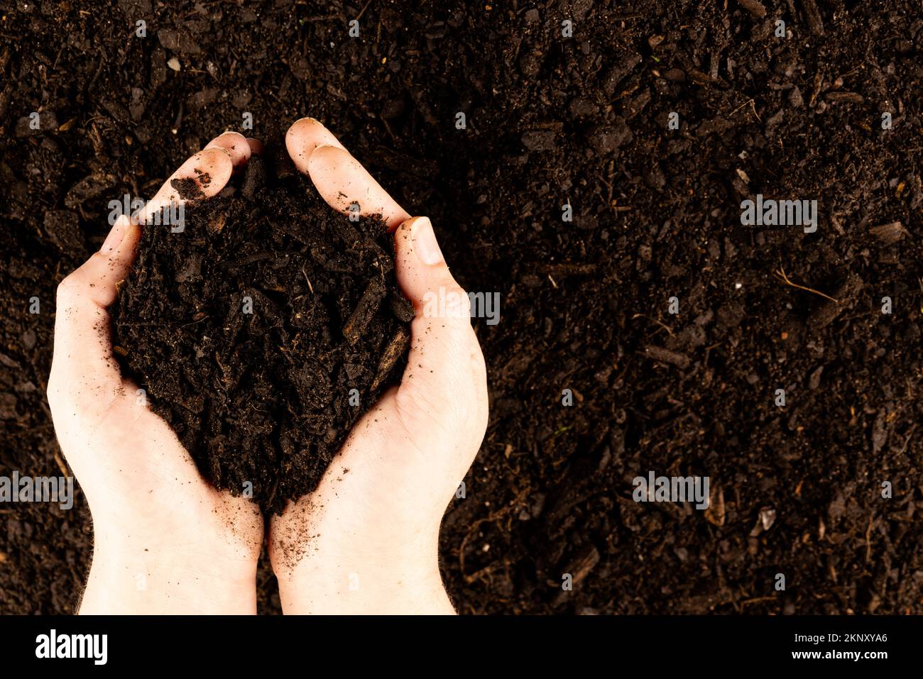 A pair of hands cupping dark rich peat soil and bark pieces Stock Photo ...