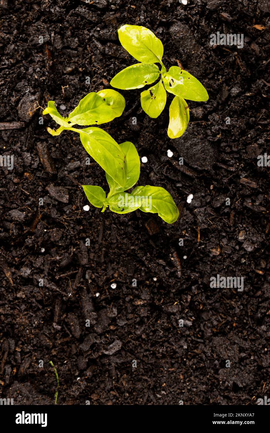 Vertical overhead image of green seedlings in dark soil with fertiliser ...