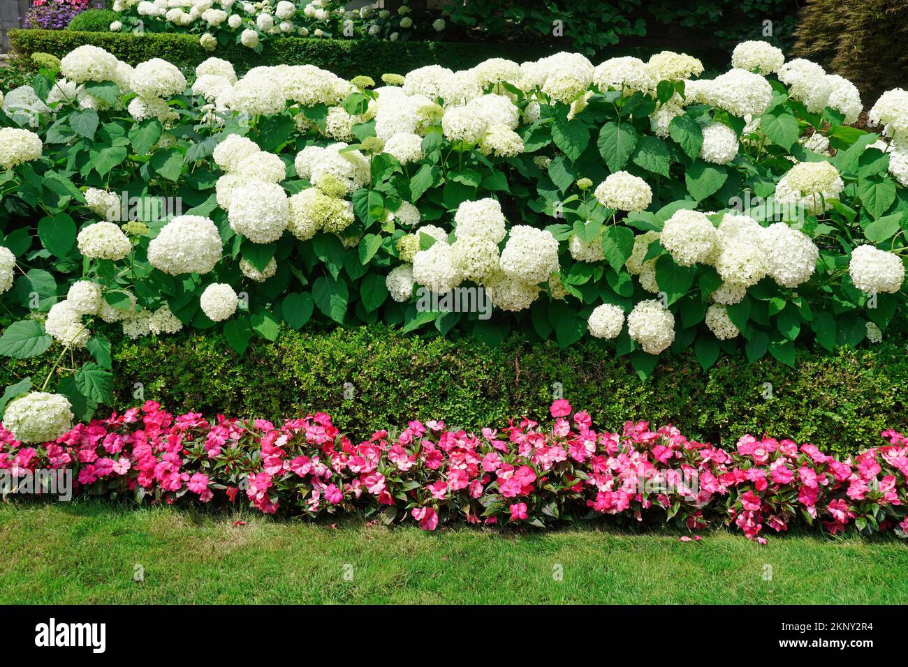garden border with a hedge of hydrangea bushes and pink impatiens Stock Photo - Alamy