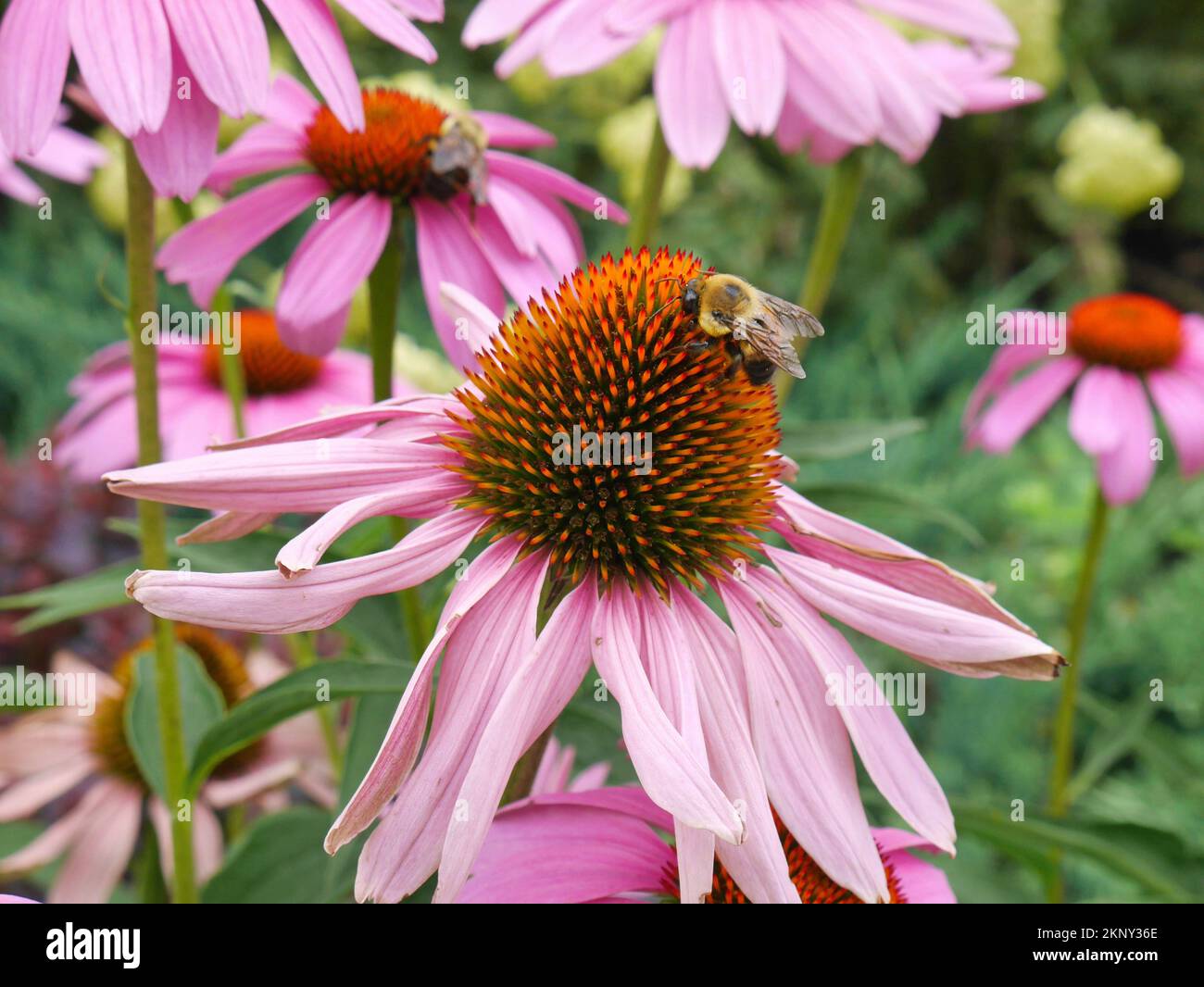 Coneflower close up hi-res stock photography and images - Alamy