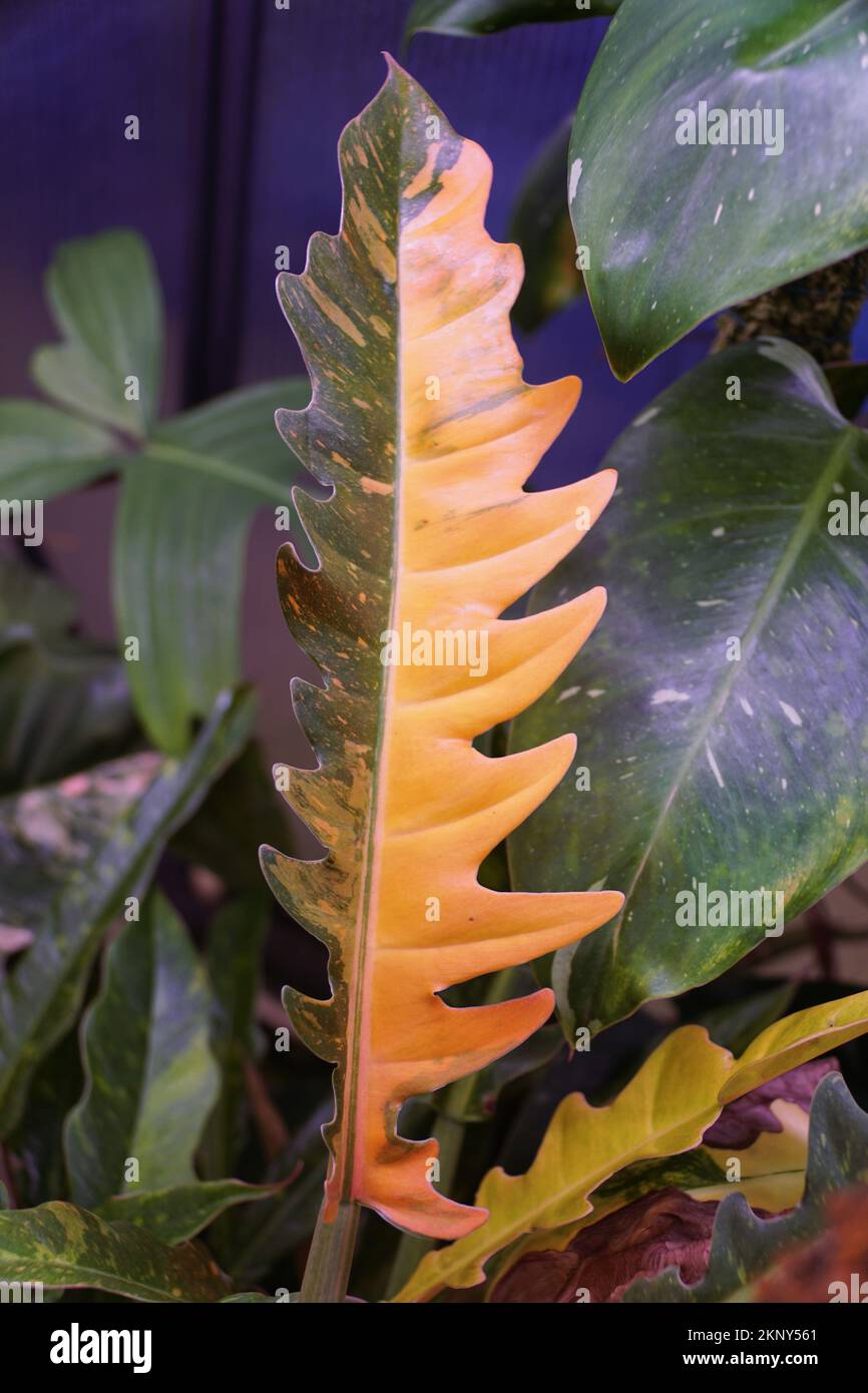 Close up of the variegated leaf of Philodendron Ring of Fire, a popular ...