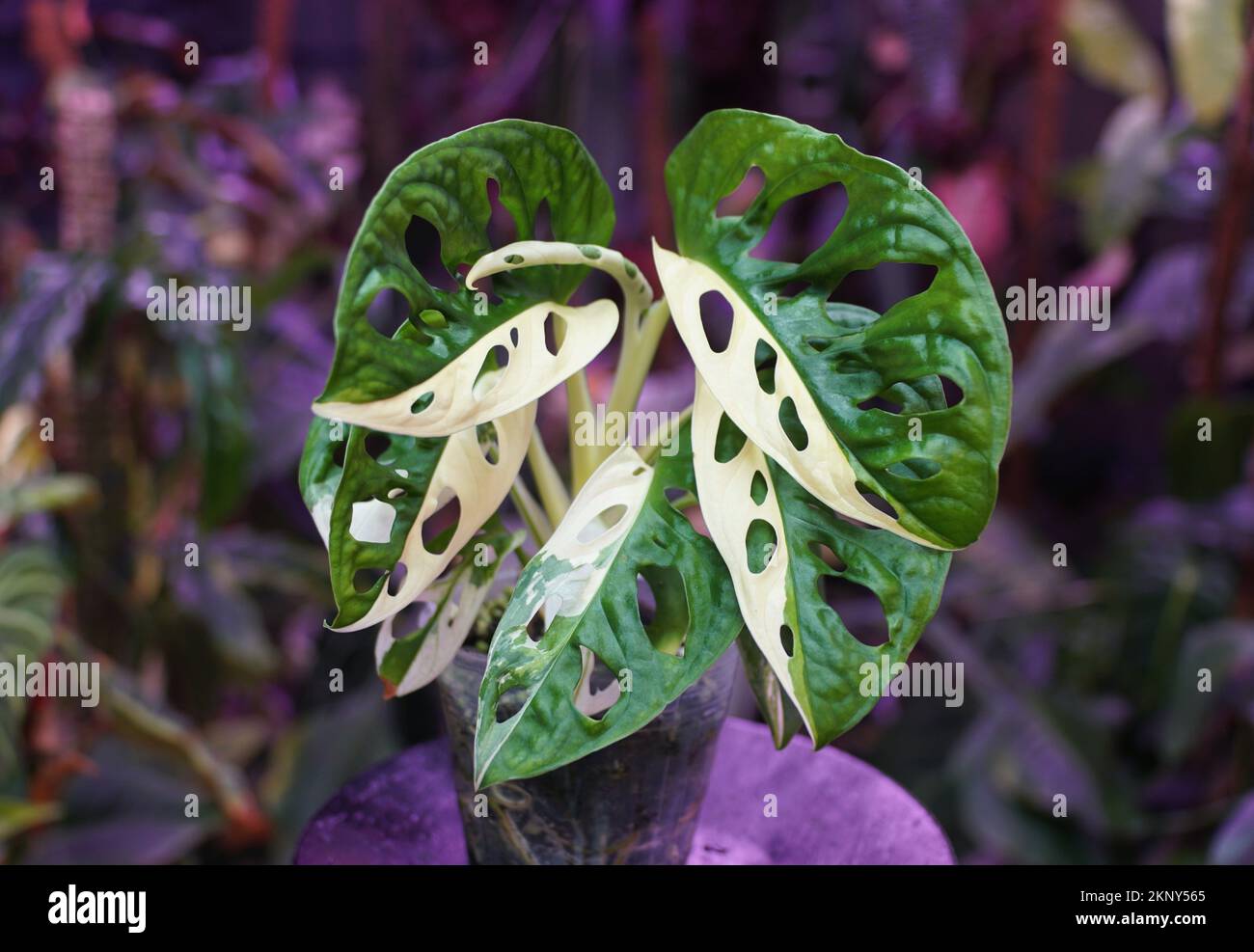 The white and green leaves of variegated Monstera Adansonii, a rare and ...