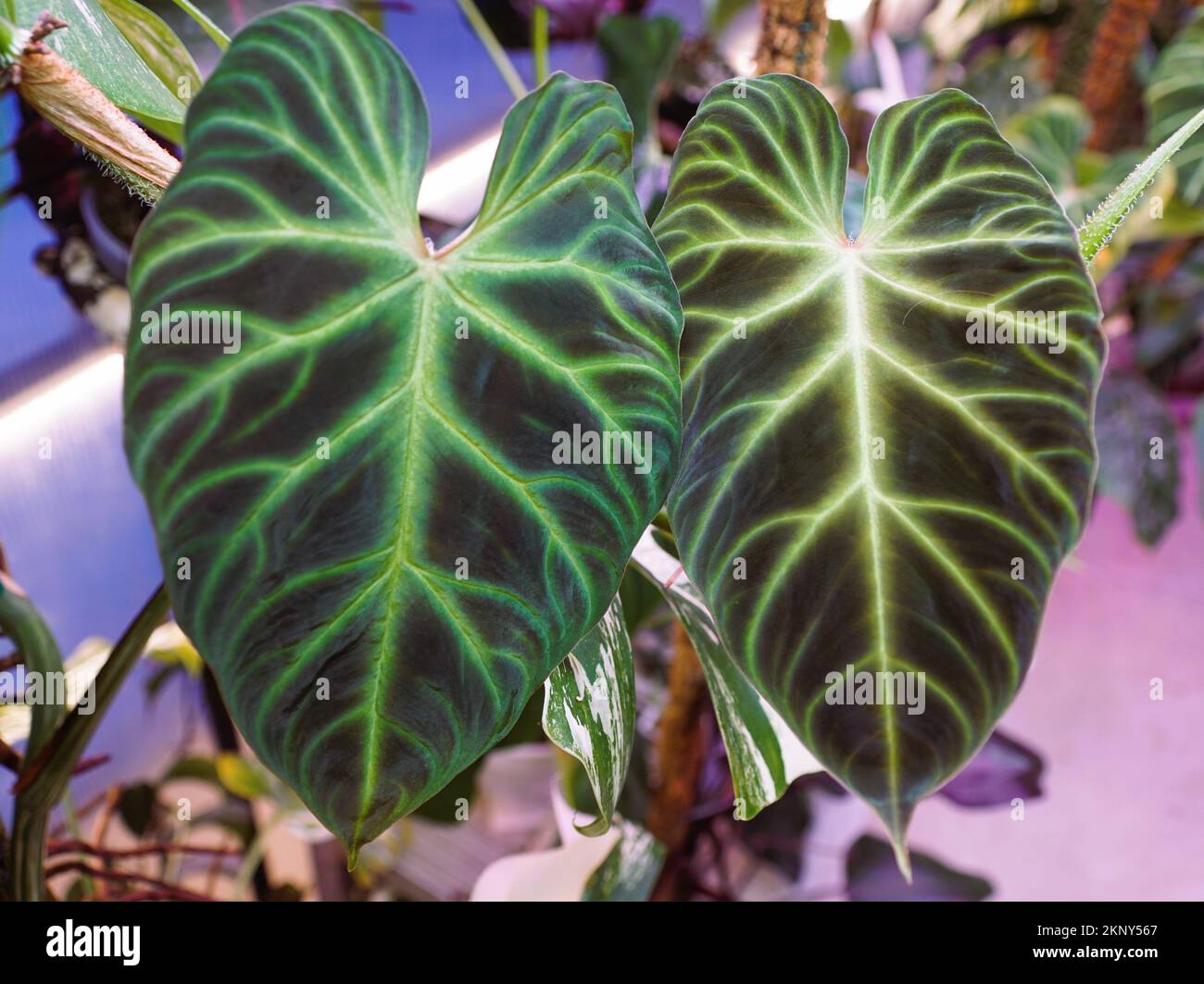 Two beautiful leaves of Philodendron Verrucosum dark form, a rare and ...