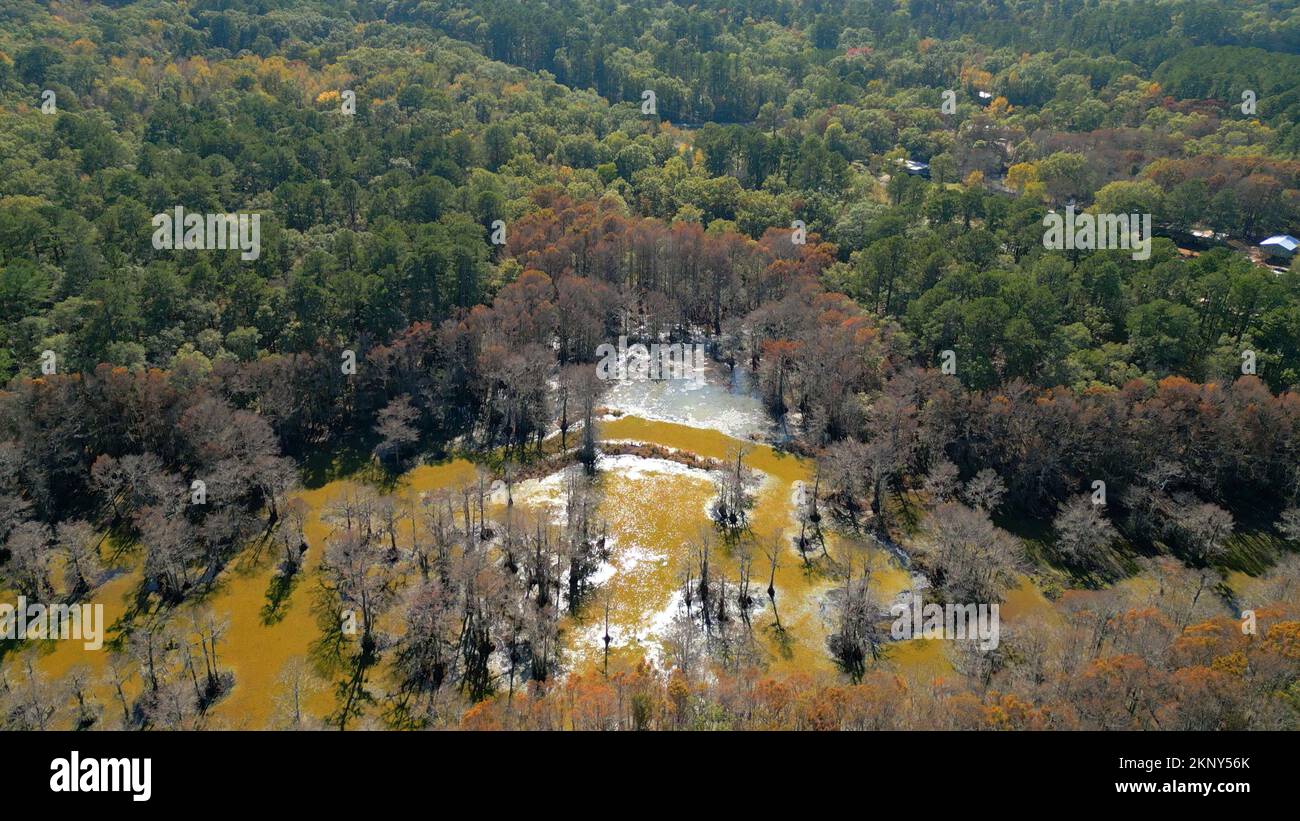 Amazing nature at the Caddo Lake State swamps in Texas Stock Photo - Alamy