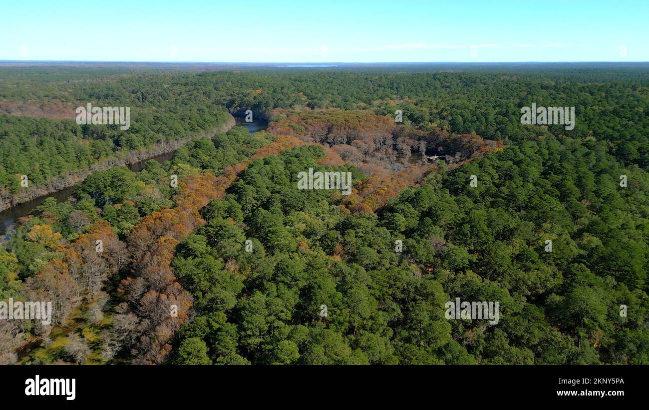 Amazing nature at the Caddo Lake State swamps in Texas Stock Photo - Alamy