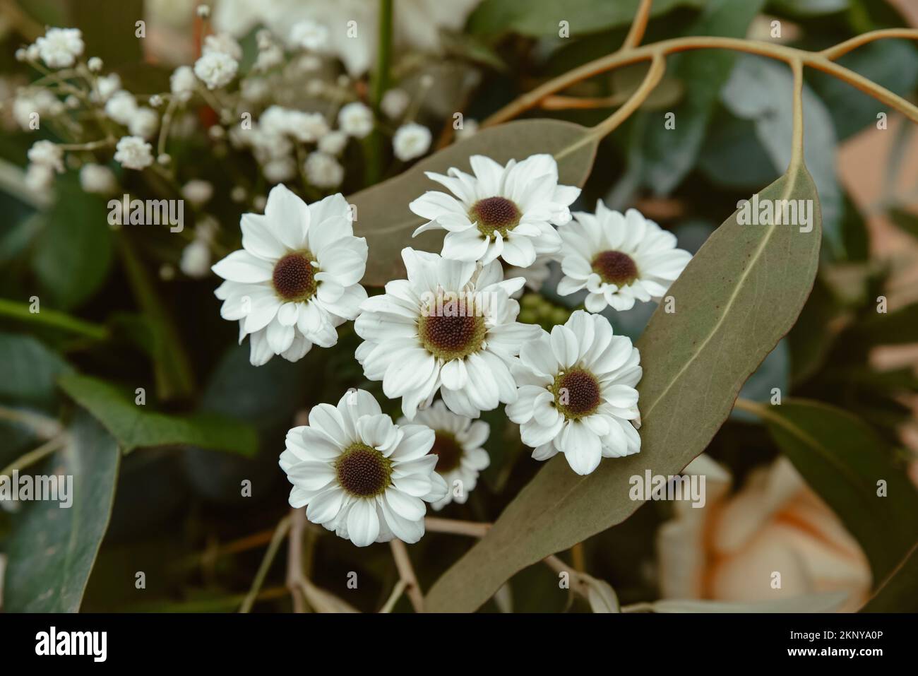 A closeup shot of white grandaisies among green leaves with blur ...
