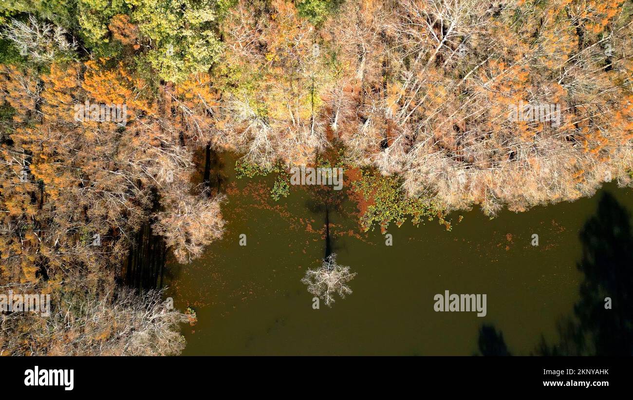 Amazing nature at the Caddo Lake State swamps in Texas Stock Photo - Alamy