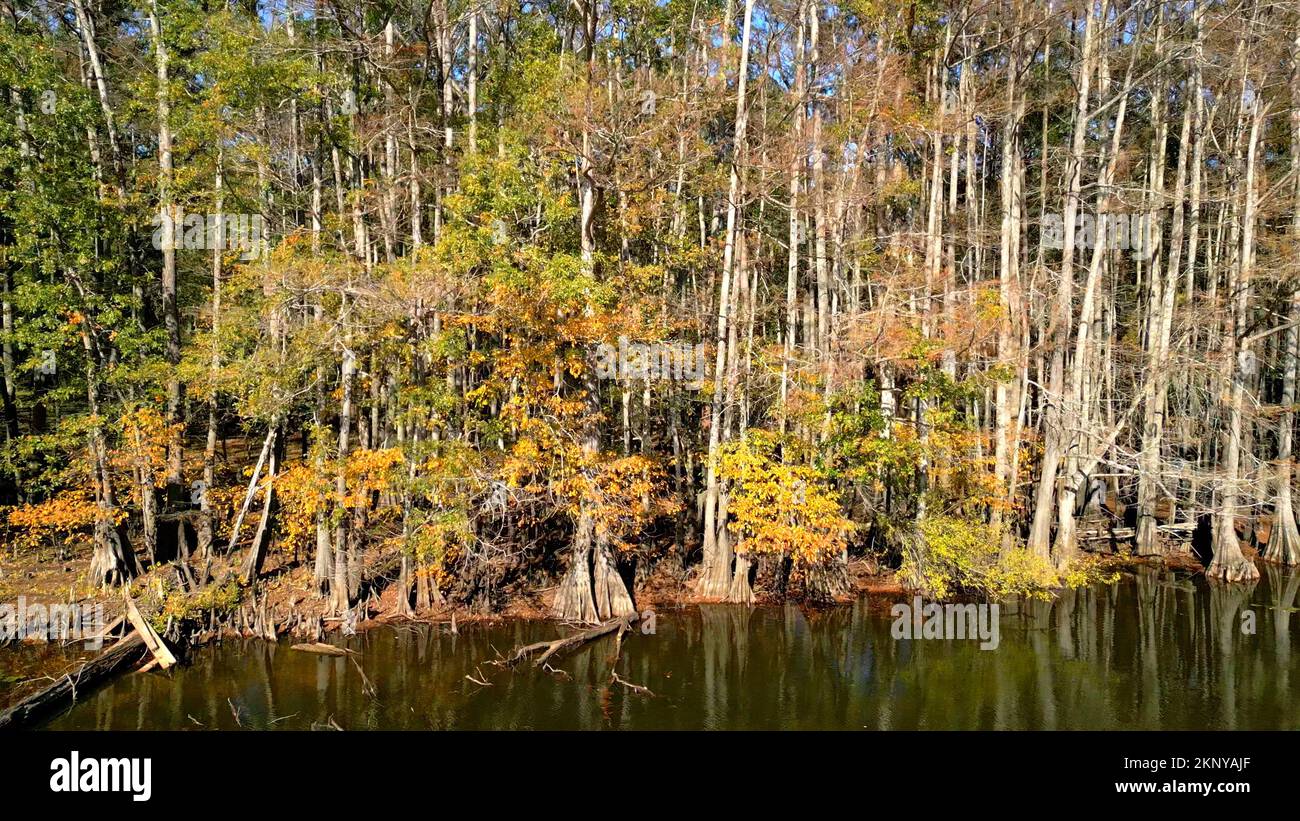Amazing nature at the Caddo Lake State swamps in Texas Stock Photo - Alamy