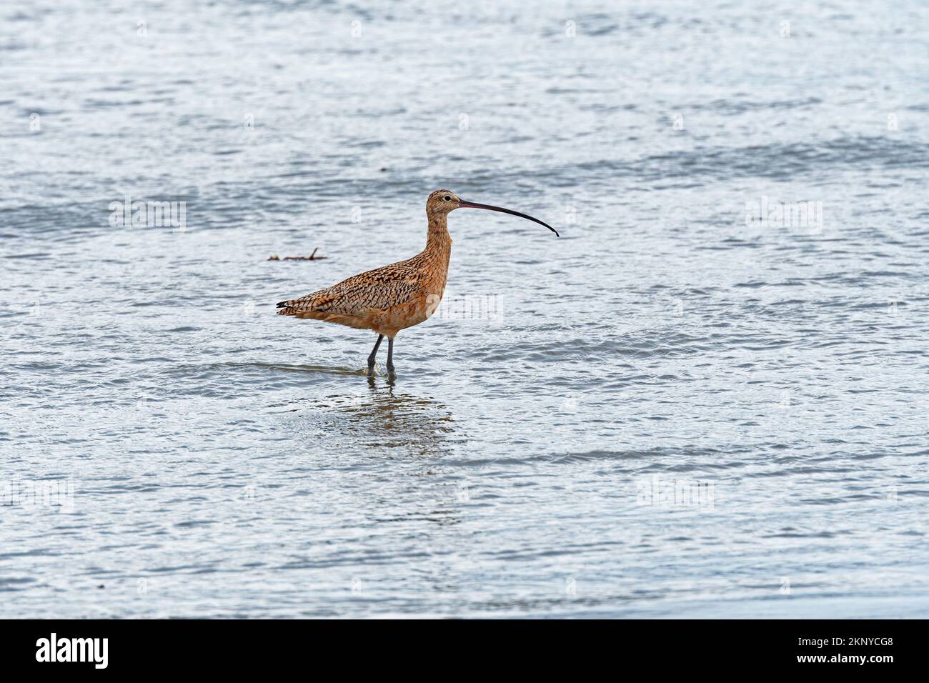 Long Billed Curlew Searching for Food on the Coast Near Morro Bay ...