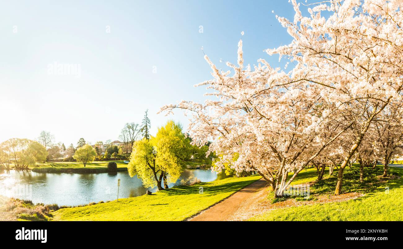 Oversaturated panoramic park scene with majestic cherry tree blossoms ...