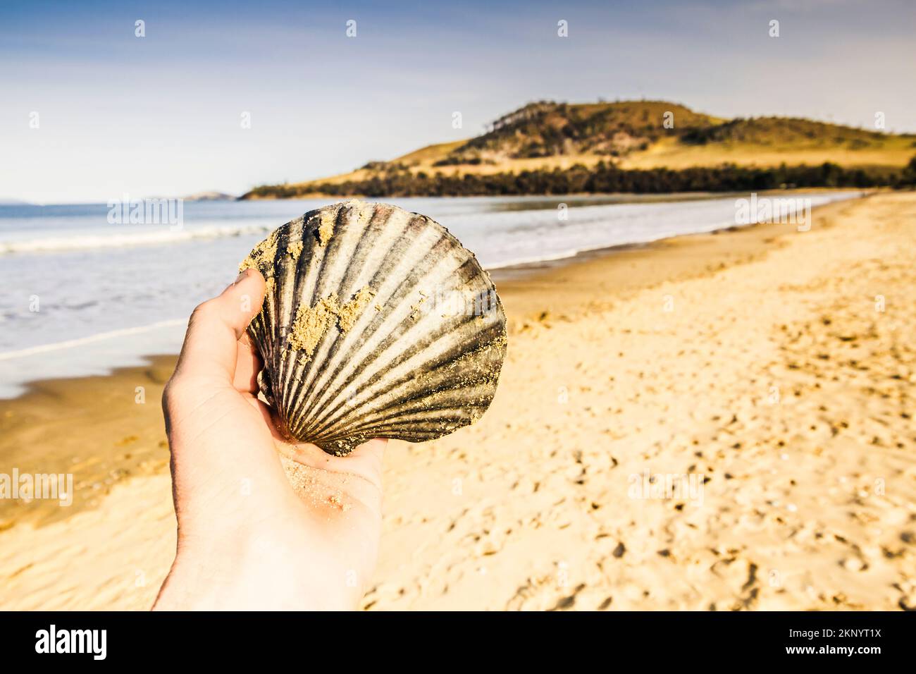 Tasmanian scallop on shell hi-res stock photography and images - Alamy