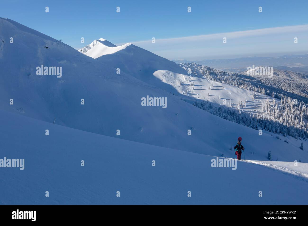 An active female free-rider with a snowboard hikes on a winter trail ...