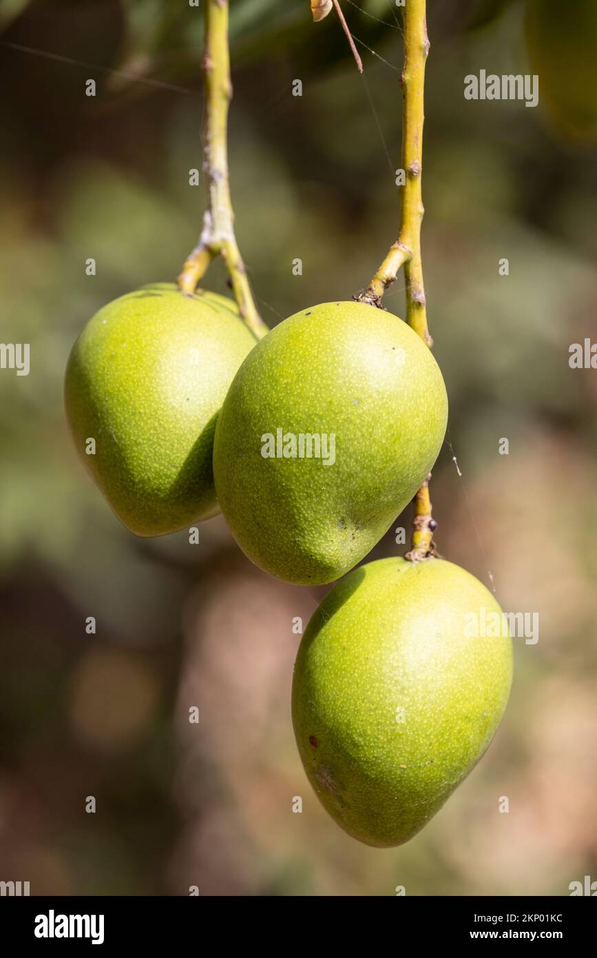 Mango fruit hanging beneath Mango tree Stock Photo - Alamy