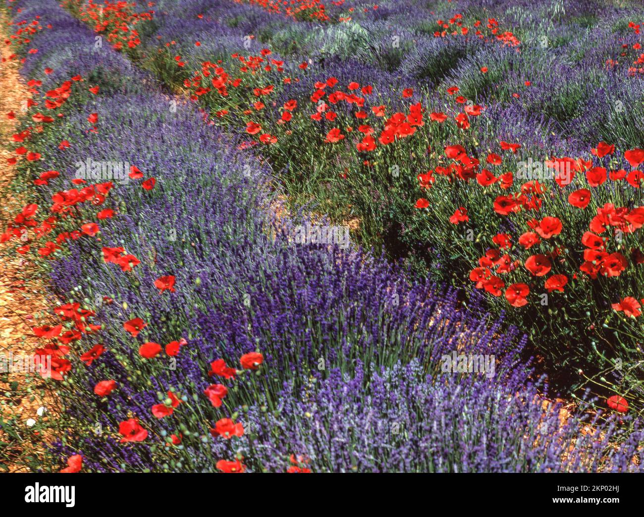 The beautiful valley with flowers on it Stock Photo - Alamy