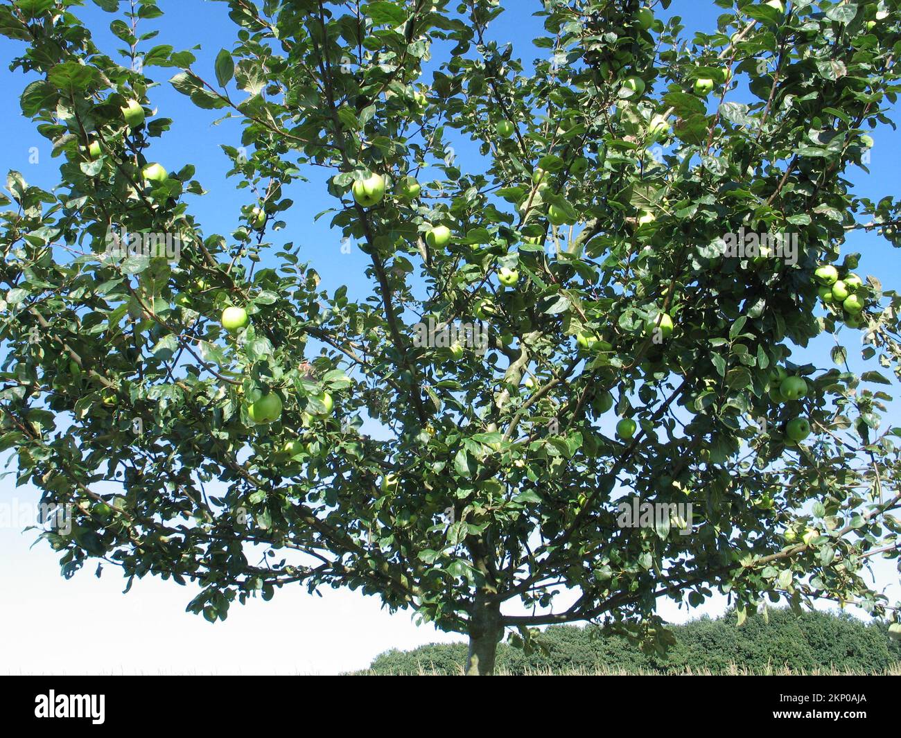 A single apple tree with green apples under the blue clear sky Stock ...