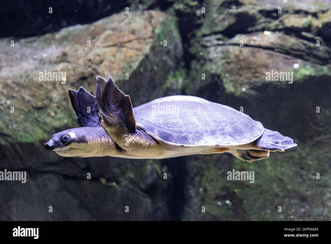Pig-nosed Turtle swimming in tropical aquarium Stock Photo - Alamy