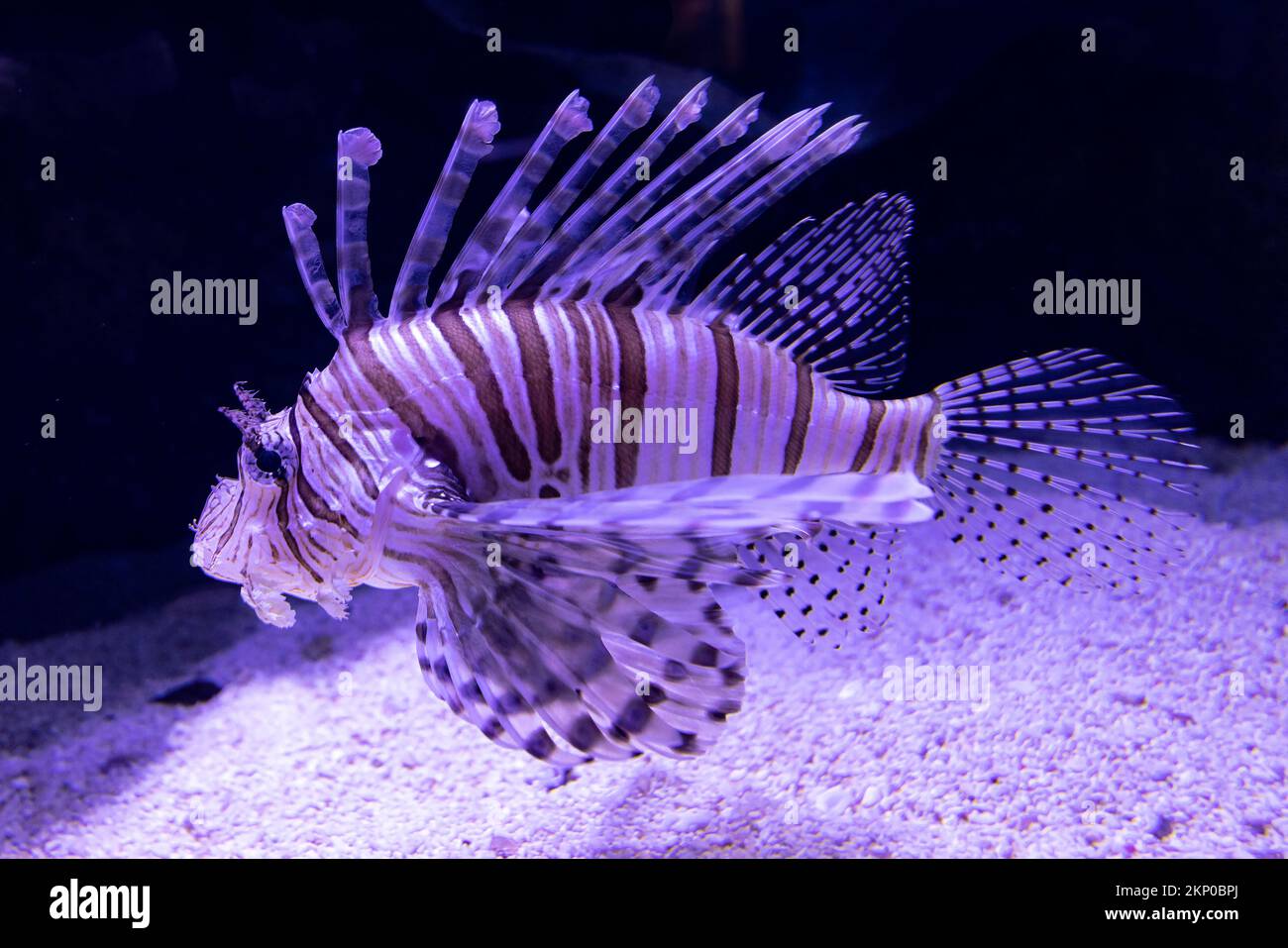 Venomous Lion Fish in tropical aquarium Stock Photo - Alamy