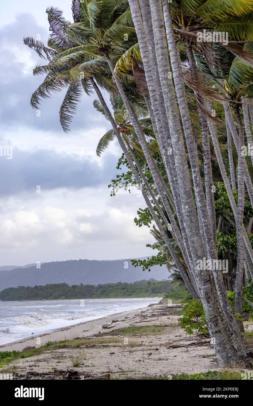 Coconut Palms growing along a beach in North Queensland Australia Stock ...