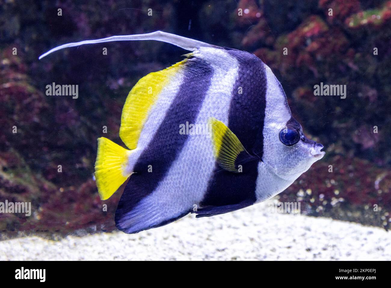 Common Bannerfish Fish in tropical aquarium Stock Photo - Alamy