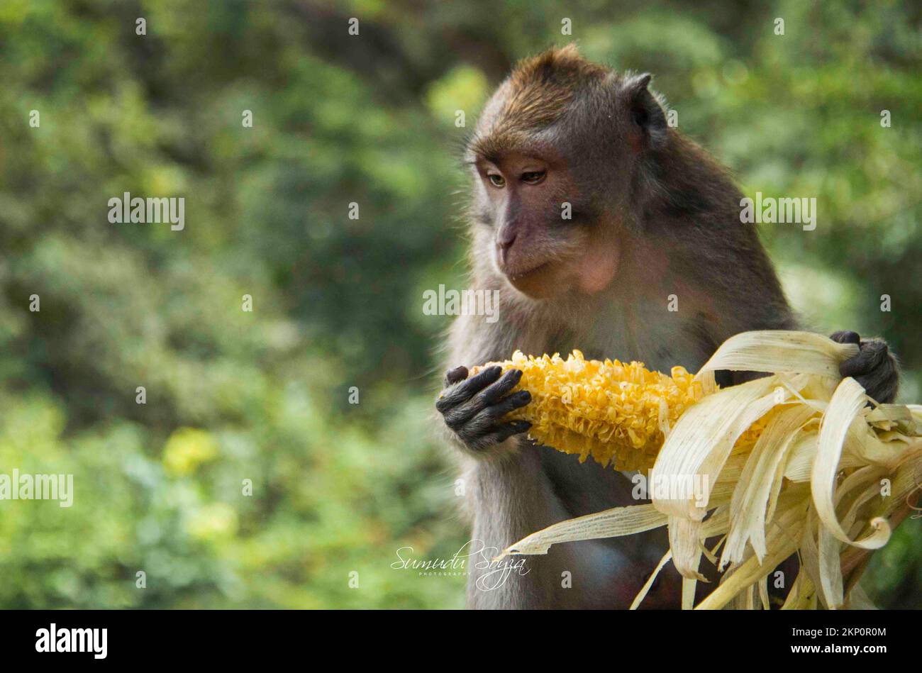 Sacred Monkey Forest Sanctuary, is one of the top things to do in Ubud ...