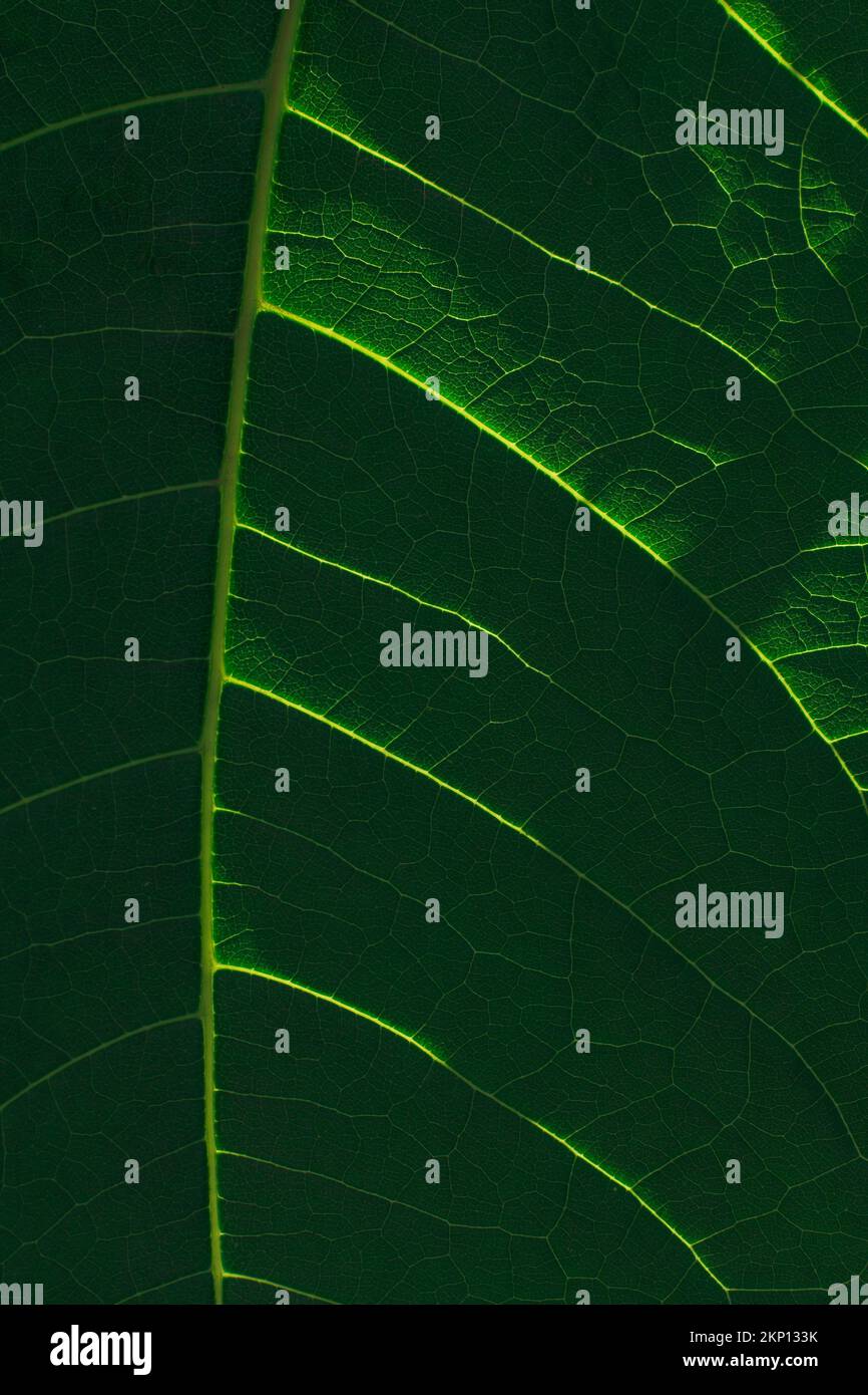 Big green leaf with light and shades texture. Natural green background ...
