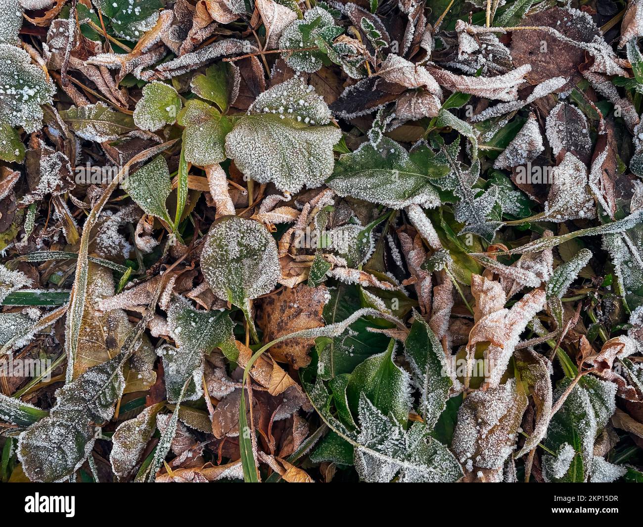 Frozen leaves on a ground. Brown, green and yellow fallen leaves ...