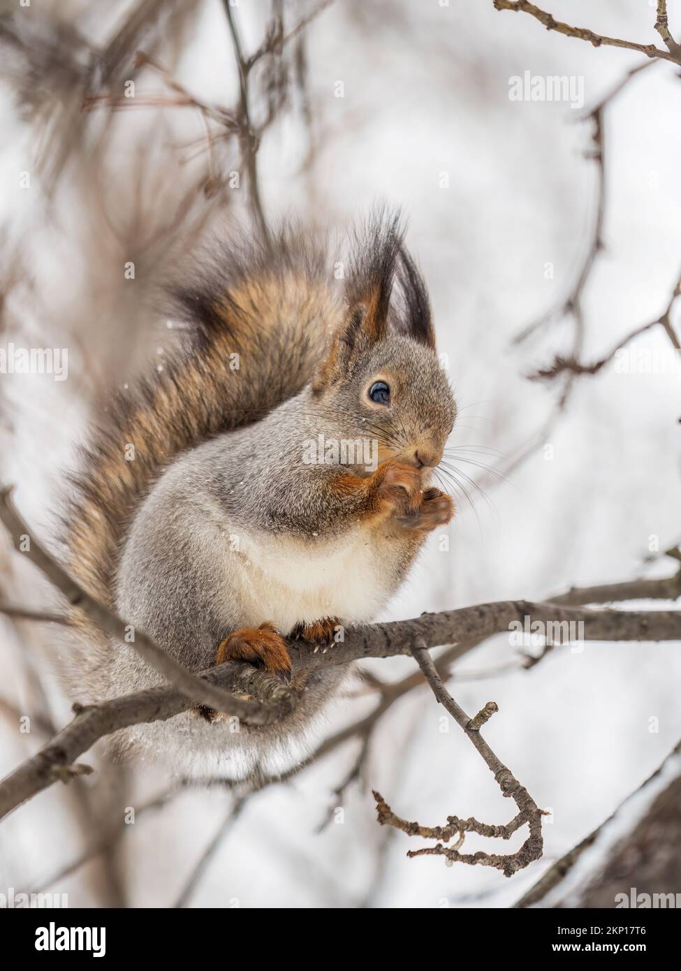 The squirrel with nut sits on tree in the winter or late autumn ...
