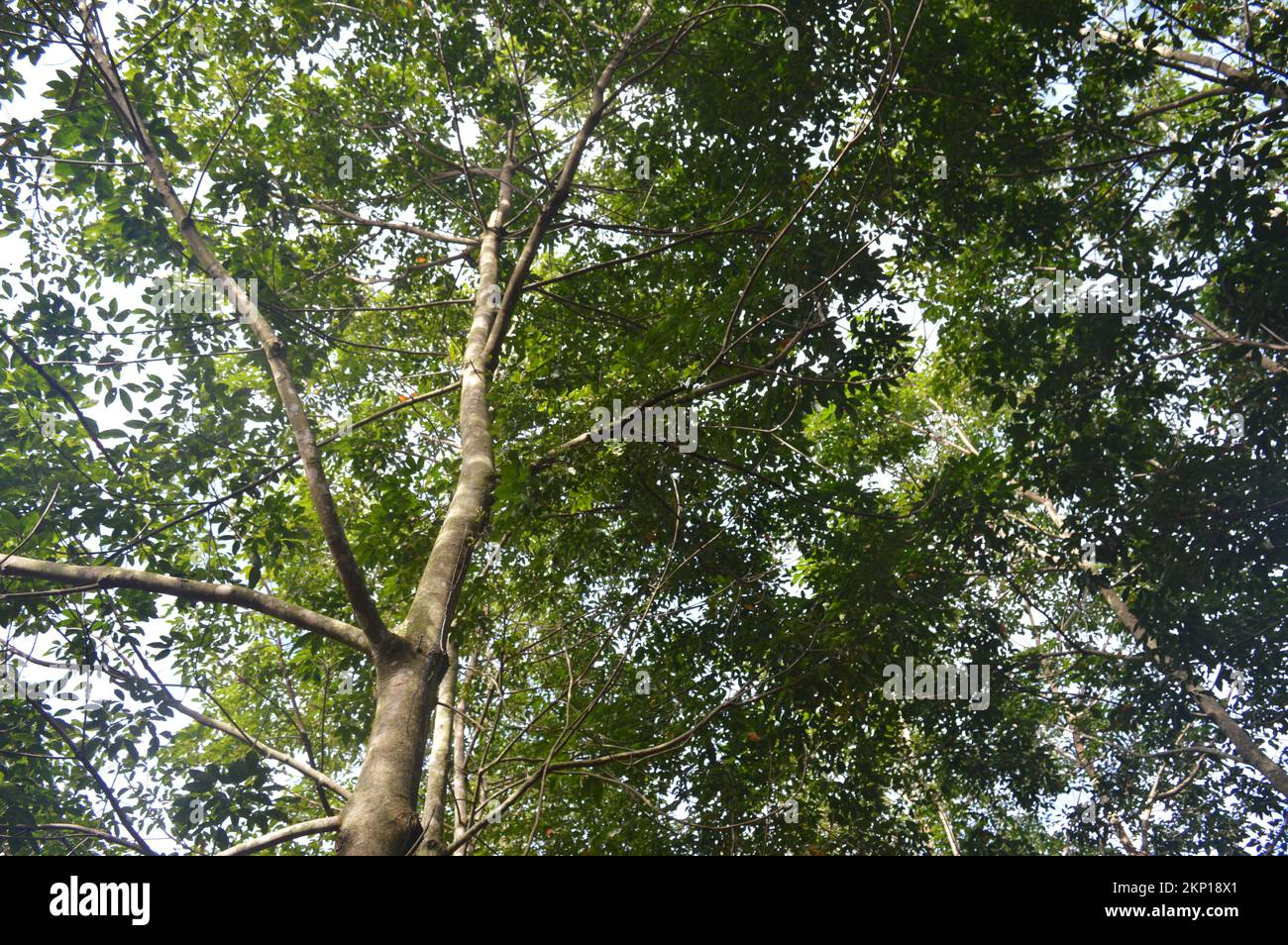 Rupper hi-res stock photography and images - Alamy