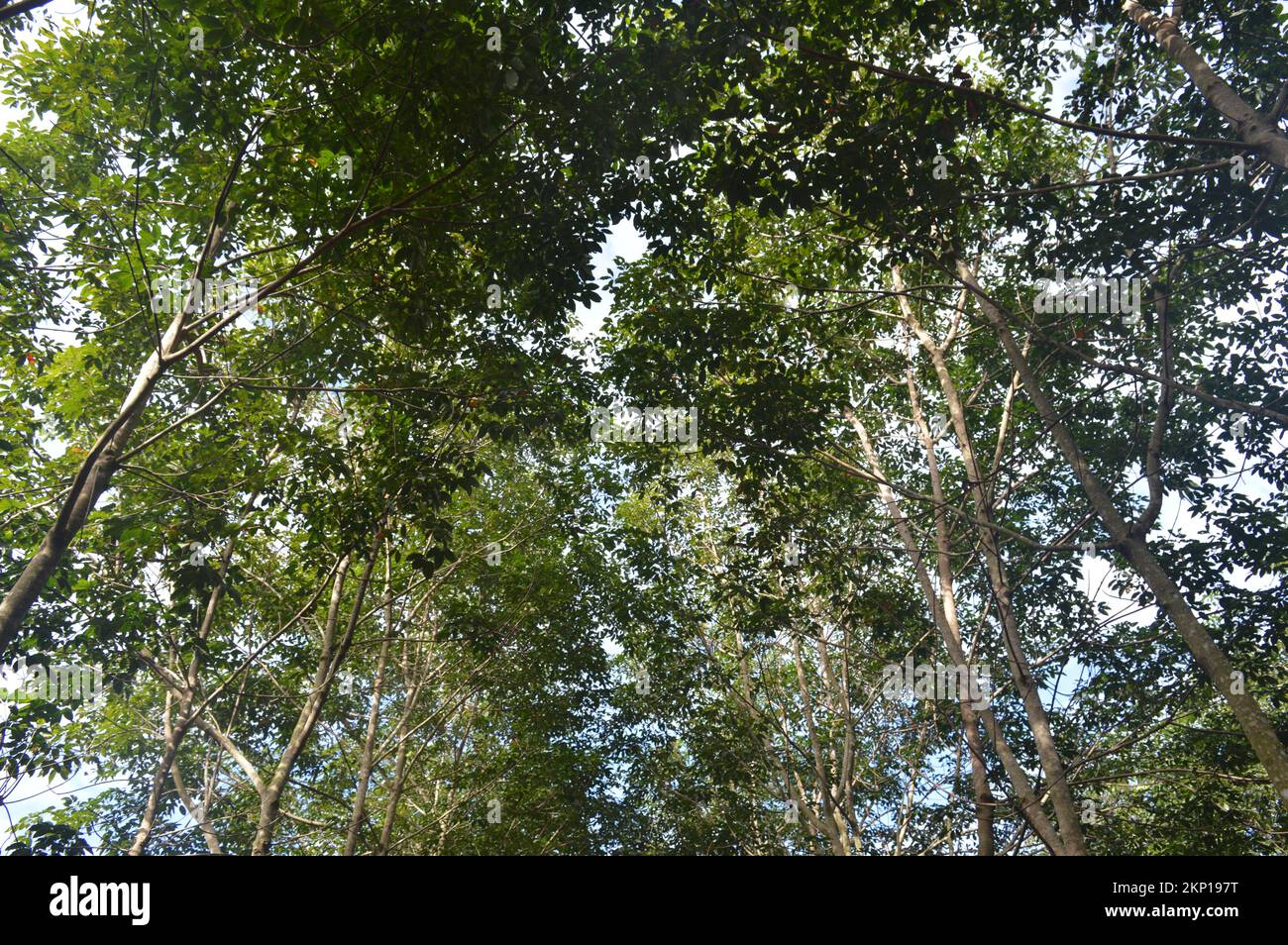 Rupper hi-res stock photography and images - Alamy