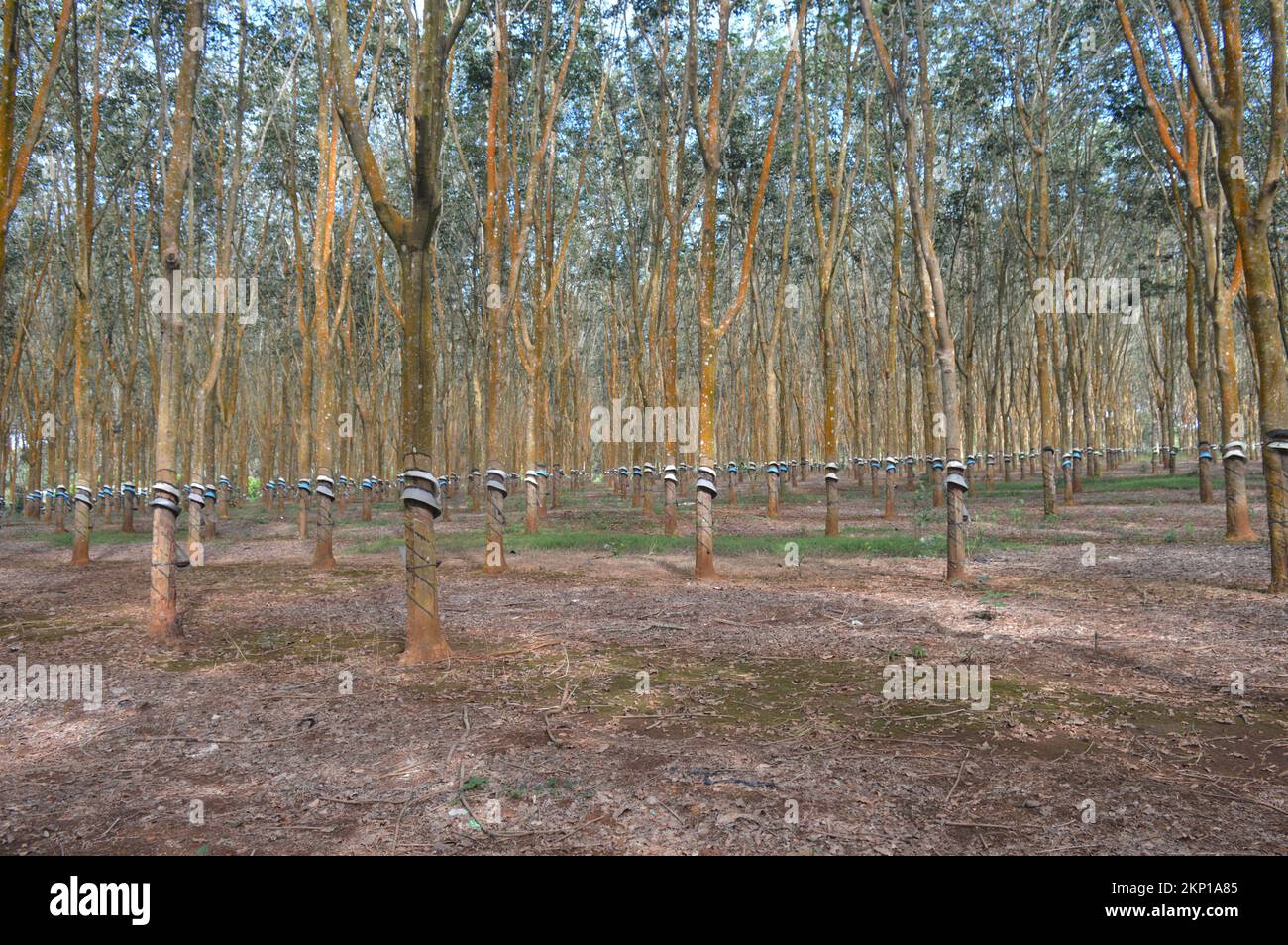 Rupper hi-res stock photography and images - Alamy