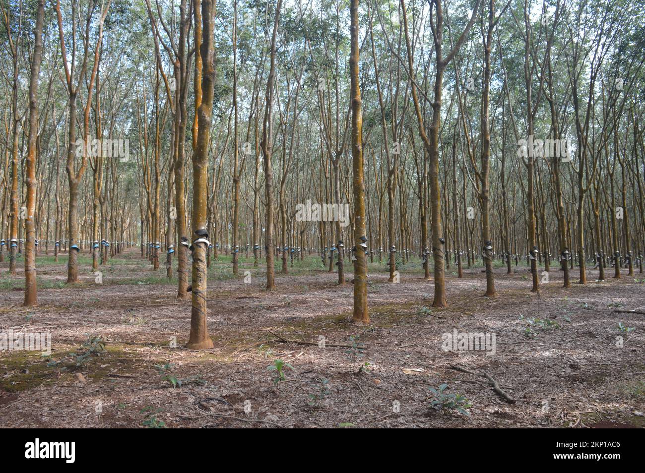 Rupper hi-res stock photography and images - Alamy