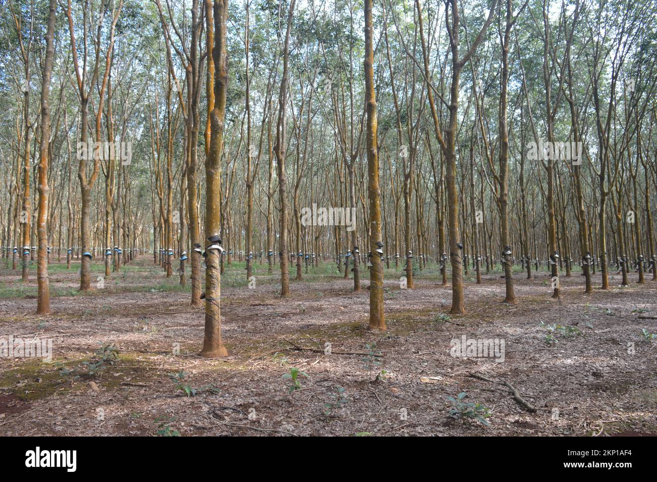 Rupper hi-res stock photography and images - Alamy