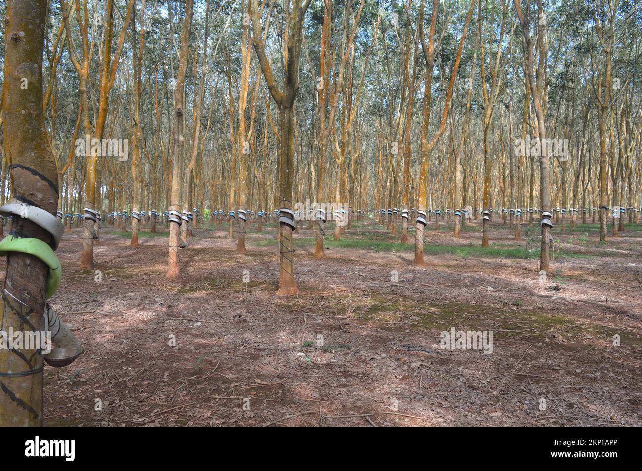 Rupper hi-res stock photography and images - Alamy