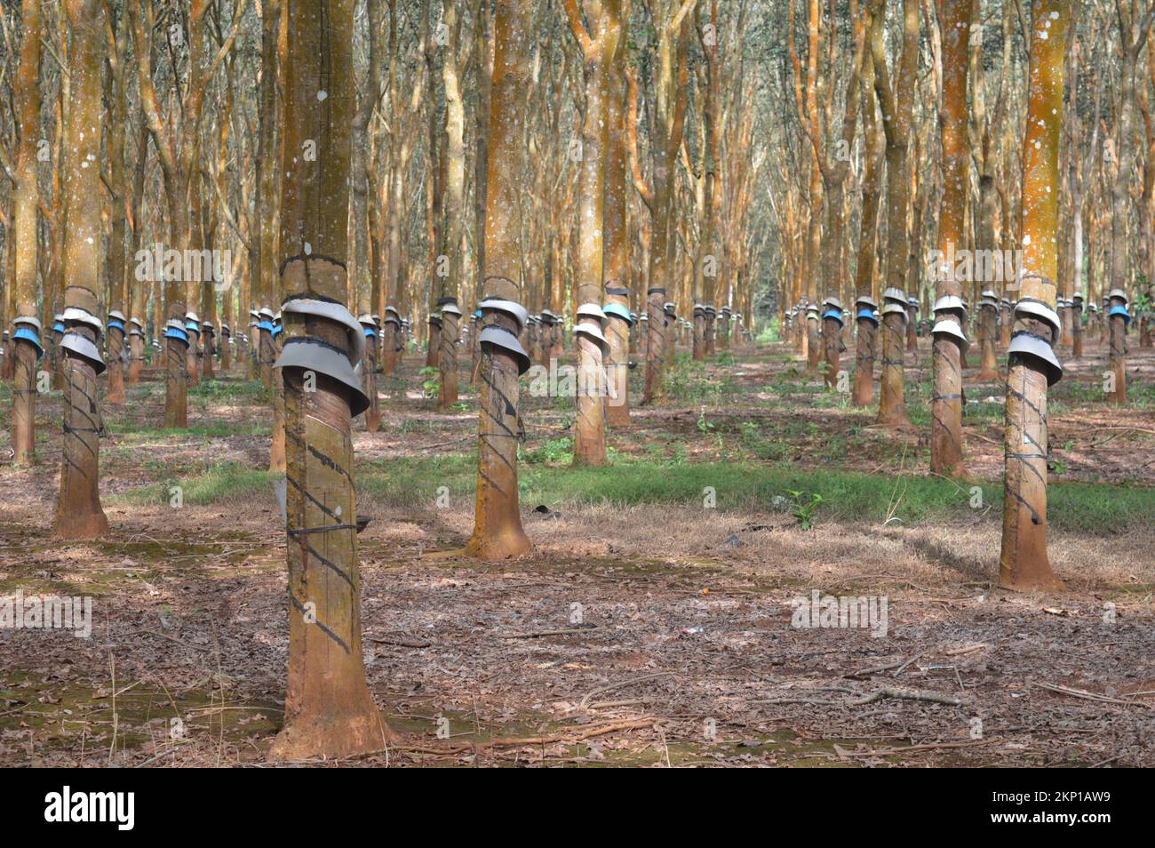 Rupper hi-res stock photography and images - Alamy