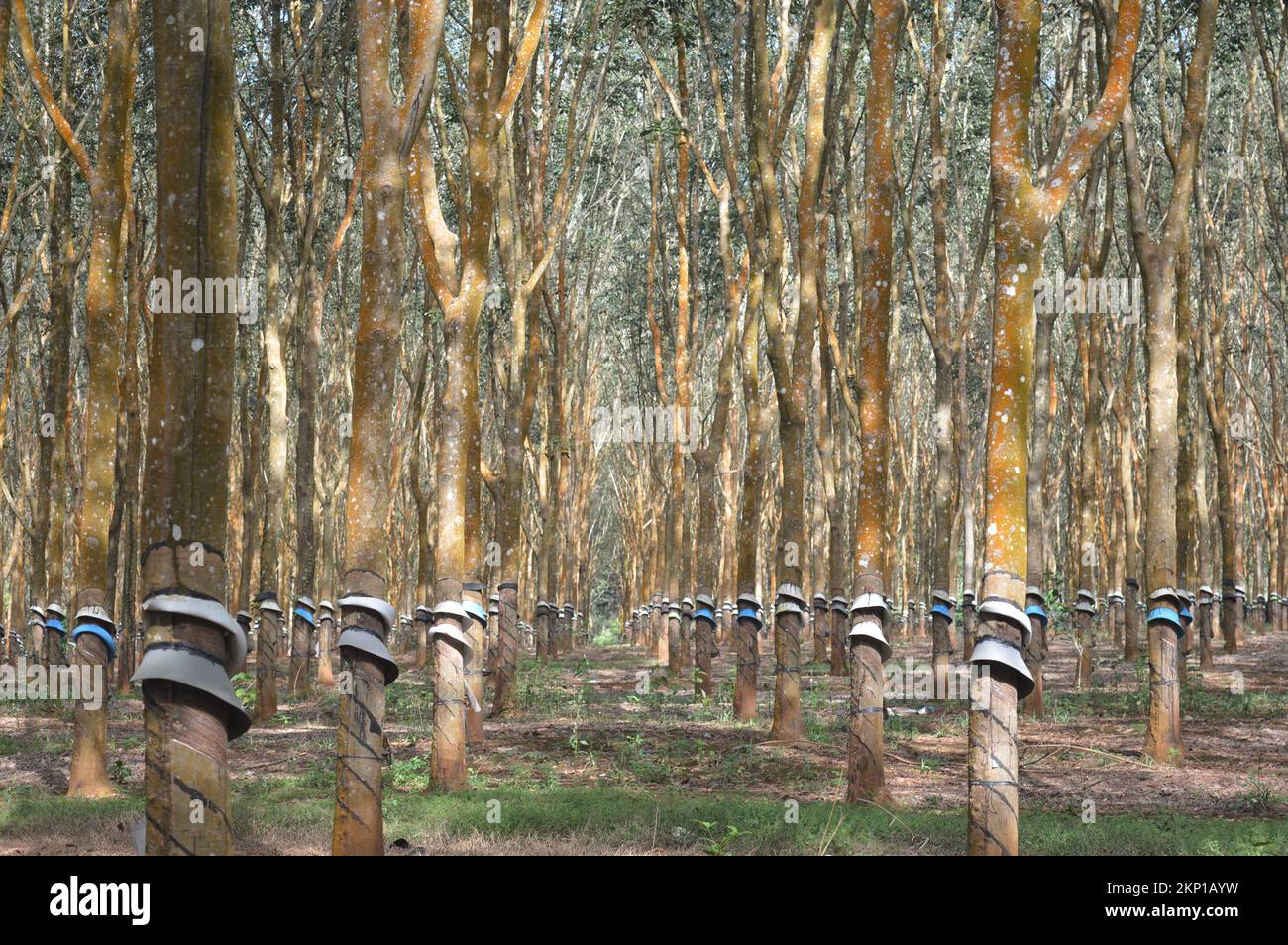 Rupper hi-res stock photography and images - Alamy