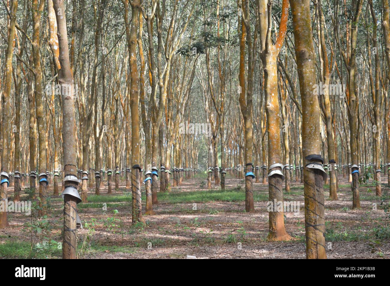 Rupper hi-res stock photography and images - Alamy