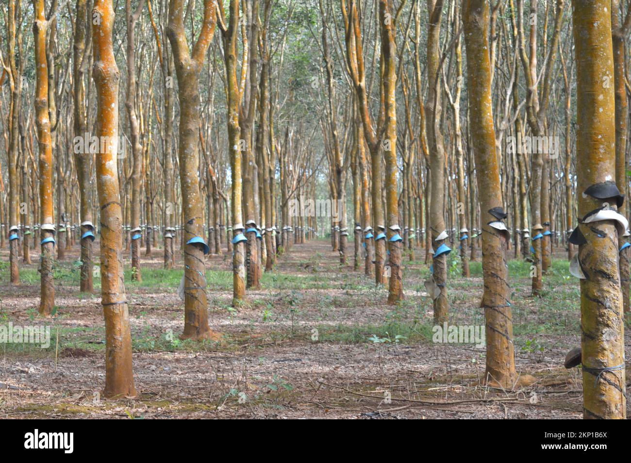 Rupper hi-res stock photography and images - Alamy