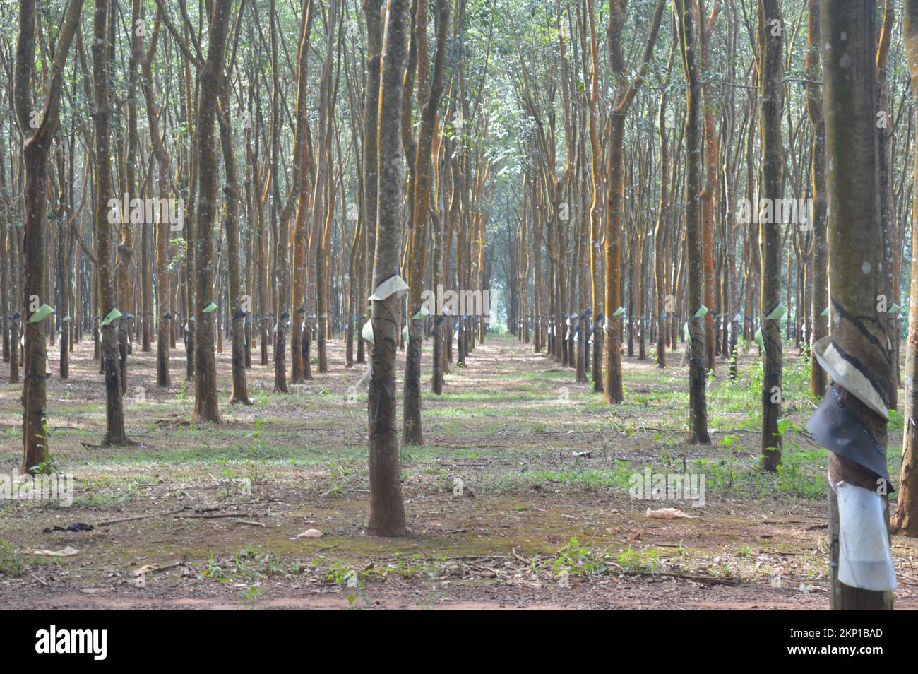 Rupper hi-res stock photography and images - Alamy