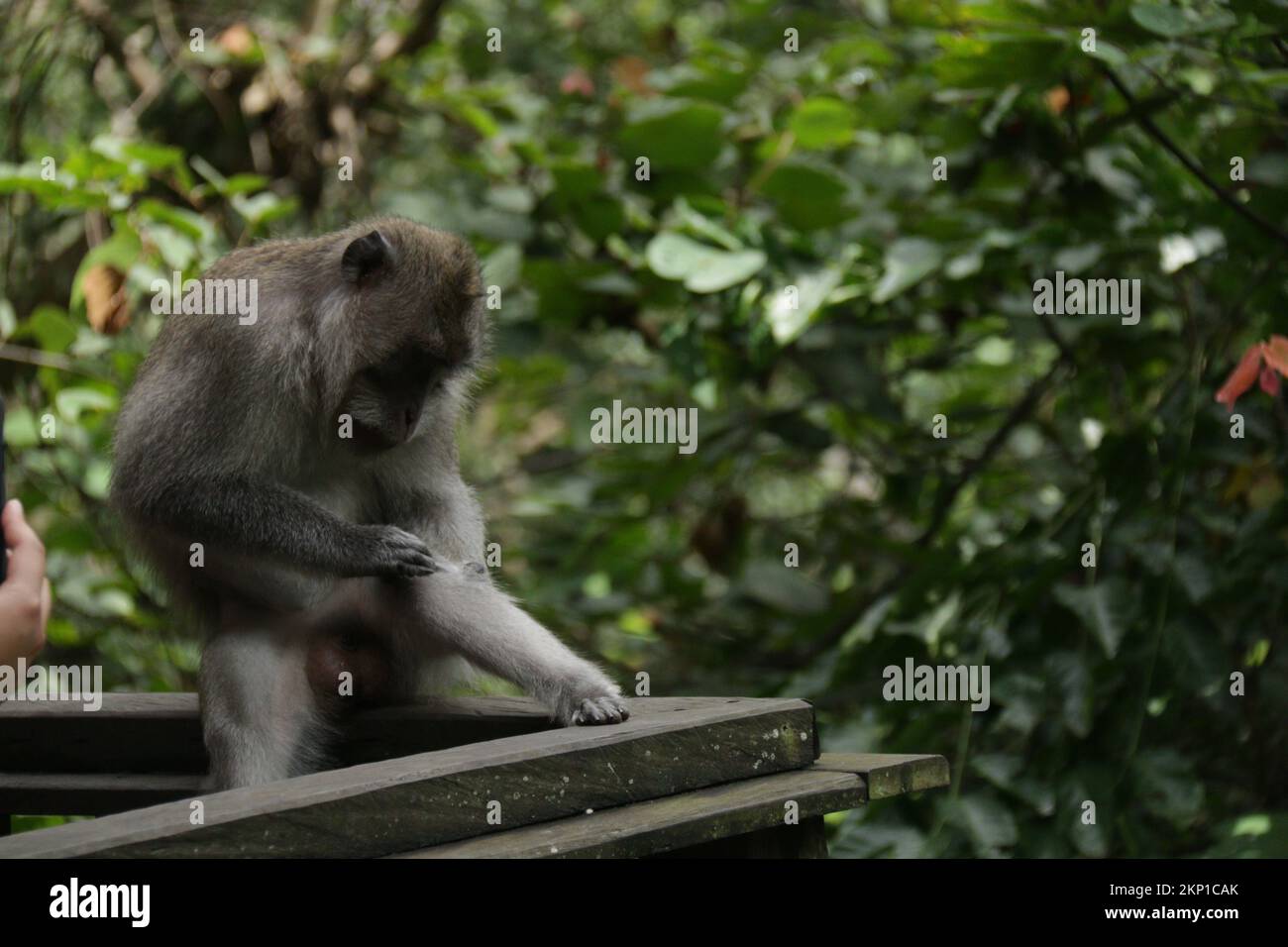 Sacred Monkey Forest Sanctuary, is one of the top things to do in Ubud ...