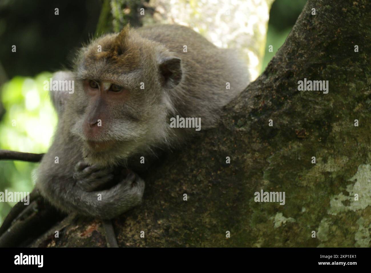 Sacred Monkey Forest Sanctuary, is one of the top things to do in Ubud ...
