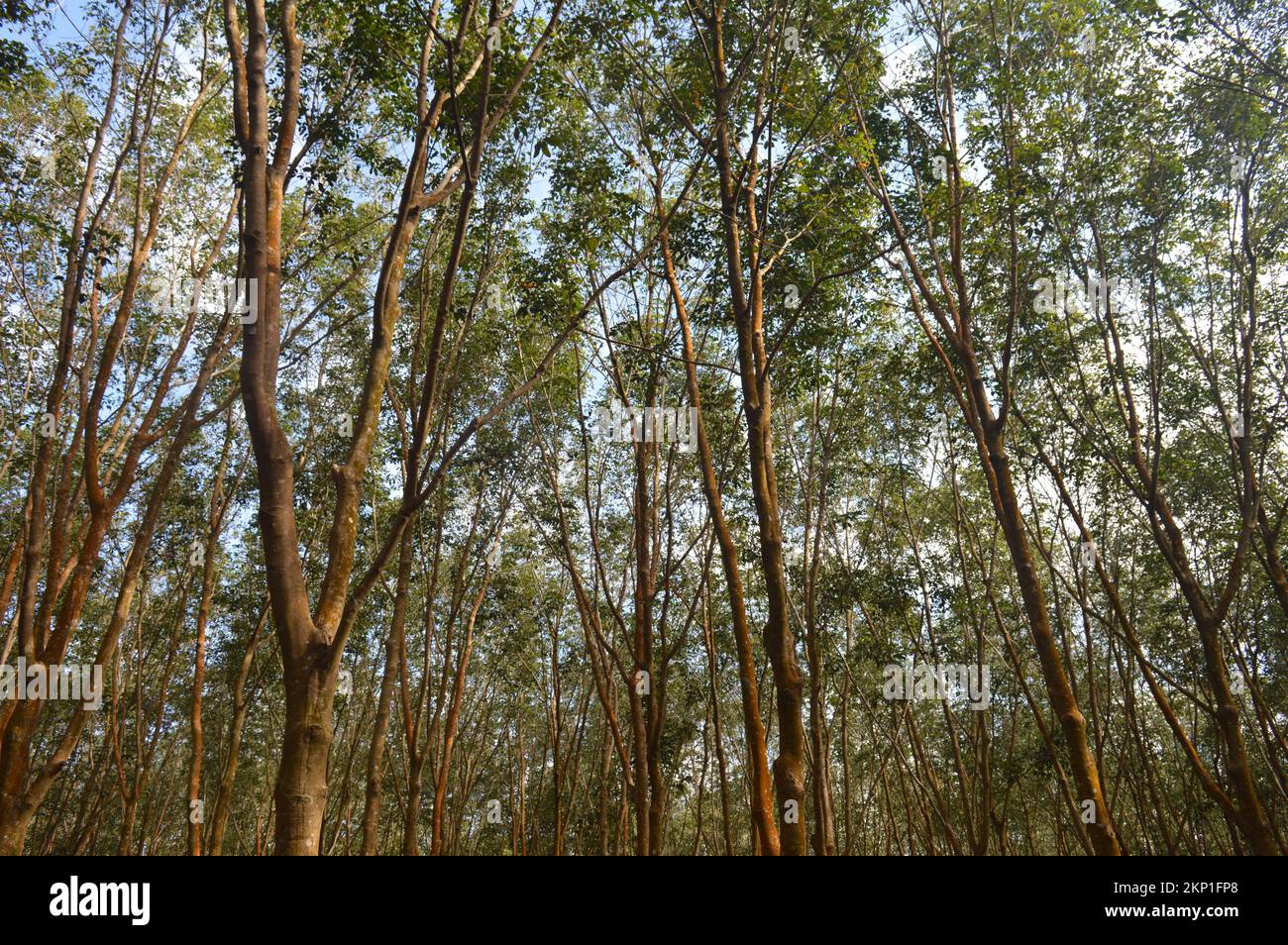 Rupper hi-res stock photography and images - Alamy