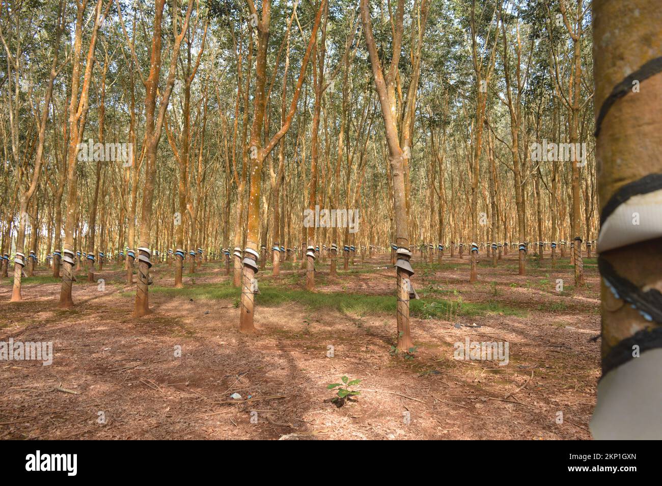 Rupper hi-res stock photography and images - Alamy